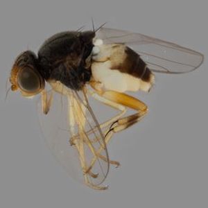 The Biodiversity of Singapore- Hippelates sp. 8645