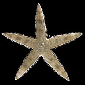 The Biodiversity of Singapore- Archaster typicus