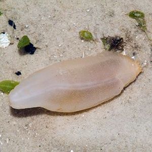 The Biodiversity of Singapore- Paracaudina australis