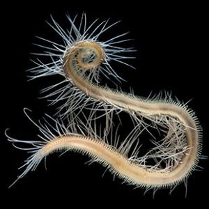 The Biodiversity of Singapore- Syllinae sp. SS-0098