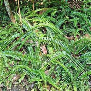 The Biodiversity of Singapore- Asplenium longissimum