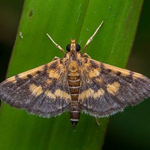 The Biodiversity of Singapore- Omiodes diemenalis