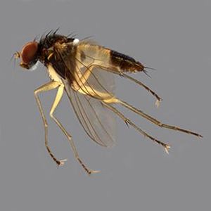 The Biodiversity of Singapore- Diaphorus cf. mandarinus "whitecoxa"