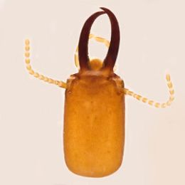 The Biodiversity of Singapore- Microcerotermes sp. "B"