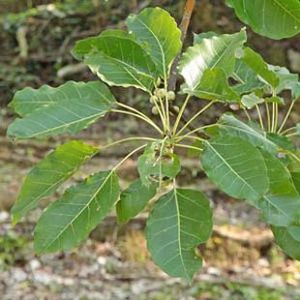 The Biodiversity of Singapore- Ficus superba