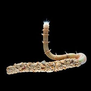 The Biodiversity of Singapore- Euclymeninae sp. INT-1196