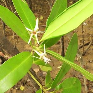 The Biodiversity of Singapore- Kandelia candel