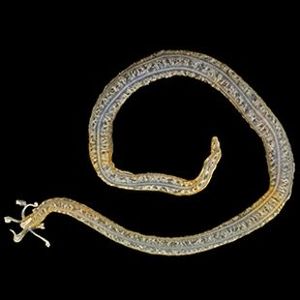 The Biodiversity of Singapore- Opheodesoma spectabilis