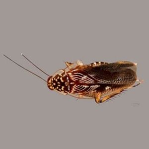 The Biodiversity of Singapore- Allacta sp. ZRCBDP0071911