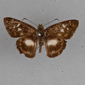 The Biodiversity of Singapore- Gerosis limax dirae