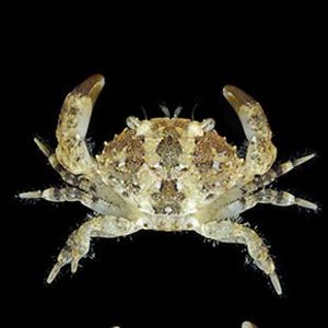 The Biodiversity of Singapore- Macromedaeus sp. SS-3131