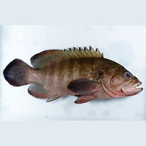 The Biodiversity of Singapore- Serranidae sp. 5215TB1-001