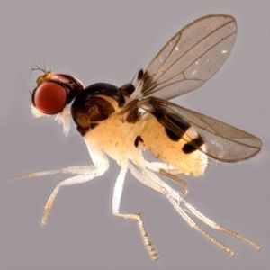 The Biodiversity of Singapore- Mycodrosophila sp. ZRC_BDP0271897