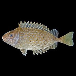 The Biodiversity of Singapore- Siganus sp. RF5-021