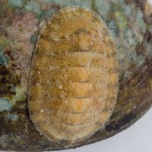 The Biodiversity of Singapore- Polyplacophora sp. 14