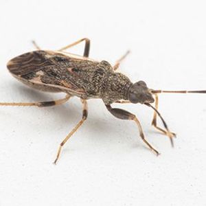 The Biodiversity of Singapore- Horridipamera nietneri