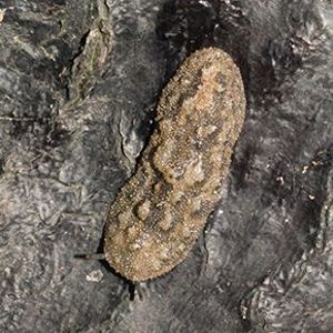 The Biodiversity of Singapore- Onchidiidae sp.