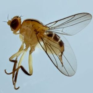 The Biodiversity of Singapore- Chloropidae sp. ZRC_BDP0029901