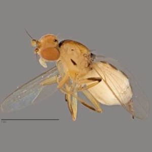 The Biodiversity of Singapore- Gaurax sp. "ZRCBDP_0019860" (GC199)