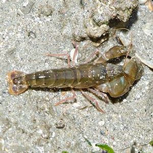 The Biodiversity of Singapore- Alpheidae sp.