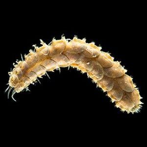 The Biodiversity of Singapore- Polynoidae sp. SS-0714