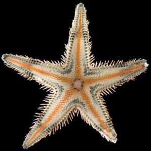 The Biodiversity of Singapore- Astropecten cf. indicus