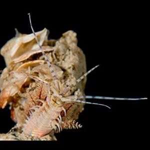 The Biodiversity of Singapore- Diopatra sp. SEA-3783