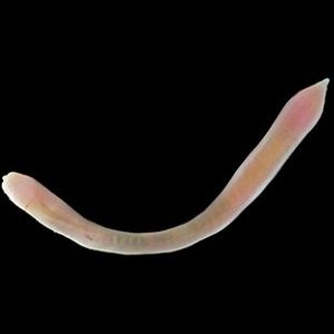 The Biodiversity of Singapore- Peanut worm sp. 15