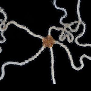 The Biodiversity of Singapore- Amphiura (Fellaria) sp. JS-0961