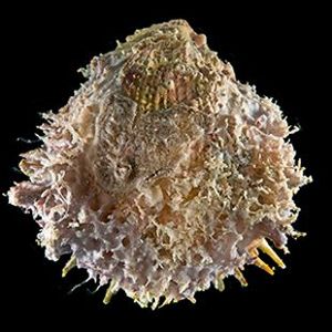 The Biodiversity of Singapore- Spondylus sp. 6