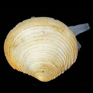 The Biodiversity of Singapore- Semele carnicolor