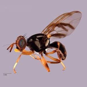 The Biodiversity of Singapore- Bactrocera albistrigata