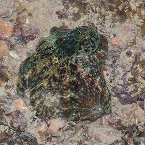 The Biodiversity of Singapore- Octopus sp.