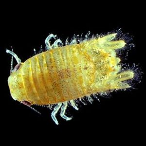 The Biodiversity of Singapore- Sphaeromatidae sp. 38