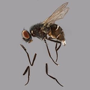 The Biodiversity of Singapore- Musca sp. ZRC_BDP0077943