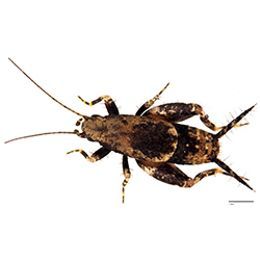 The Biodiversity of Singapore- Micrornebius eclipsus