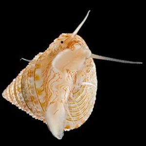 The Biodiversity of Singapore- Trochidae sp. 3