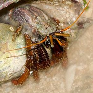 The Biodiversity of Singapore- Clibanarius sp.