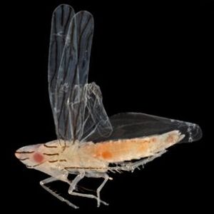 The Biodiversity of Singapore- Hemiptera sp. ZRC_BDP0143665