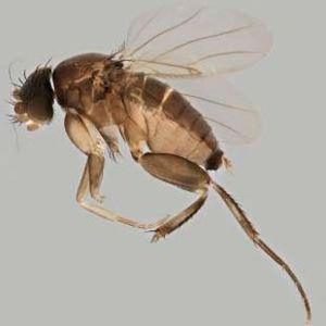 The Biodiversity of Singapore- Megaselia sp. ZRC_BDP0032692