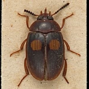 The Biodiversity of Singapore- Ischnodactylus sp. AYC 272