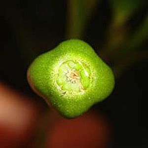 The Biodiversity of Singapore- Timonius flavescens