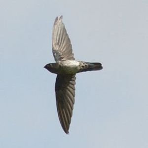 The Biodiversity of Singapore- Collocalia affinis