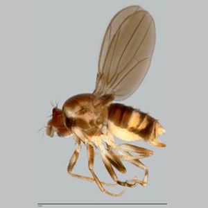 The Biodiversity of Singapore- Mycodrosophila (Promycodrosophila) sp ...