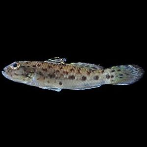 The Biodiversity of Singapore- Acentrogobius janthinopterus