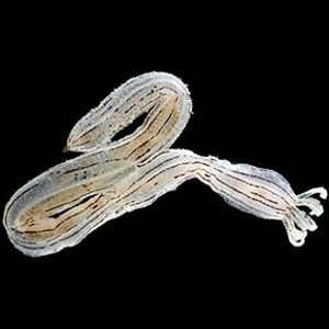 The Biodiversity of Singapore- Synaptidae sp. SEA-7142