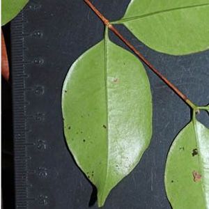 The Biodiversity of Singapore- Memecylon floridum