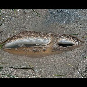 The Biodiversity of Singapore- Pinnidae sp.