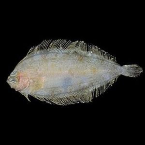 The Biodiversity of Singapore- Soleidae sp. SS-2274