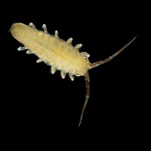 The Biodiversity of Singapore- Idoteidae sp.